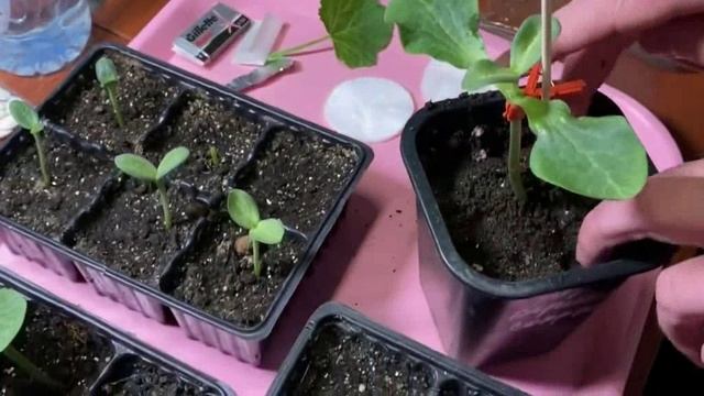 Прививка арбузов. Мастер-класс!.avi