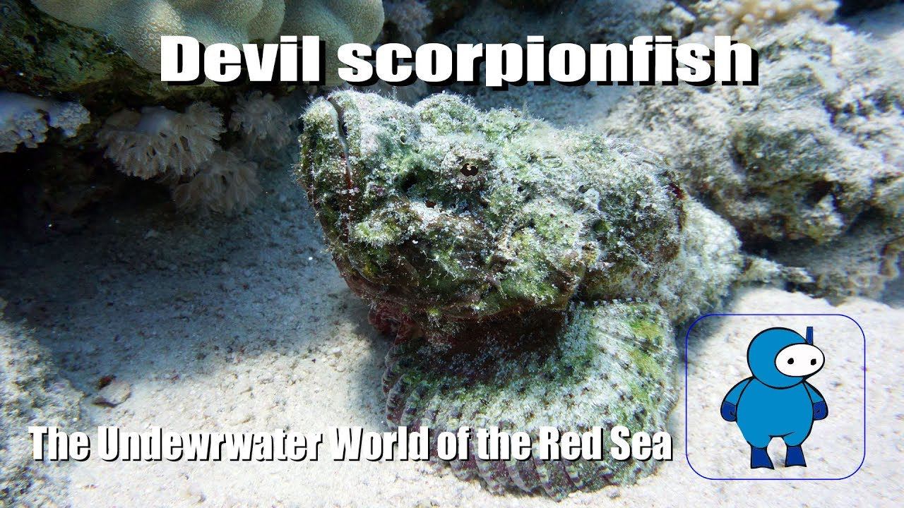 Дьявольский скорпенопсис. Подводный мир Красного моря. Devil scorpionfish