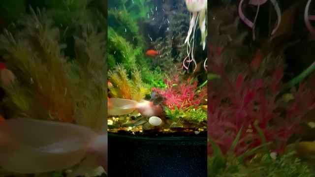 Рыбка спит? Аквариум полон загадок.