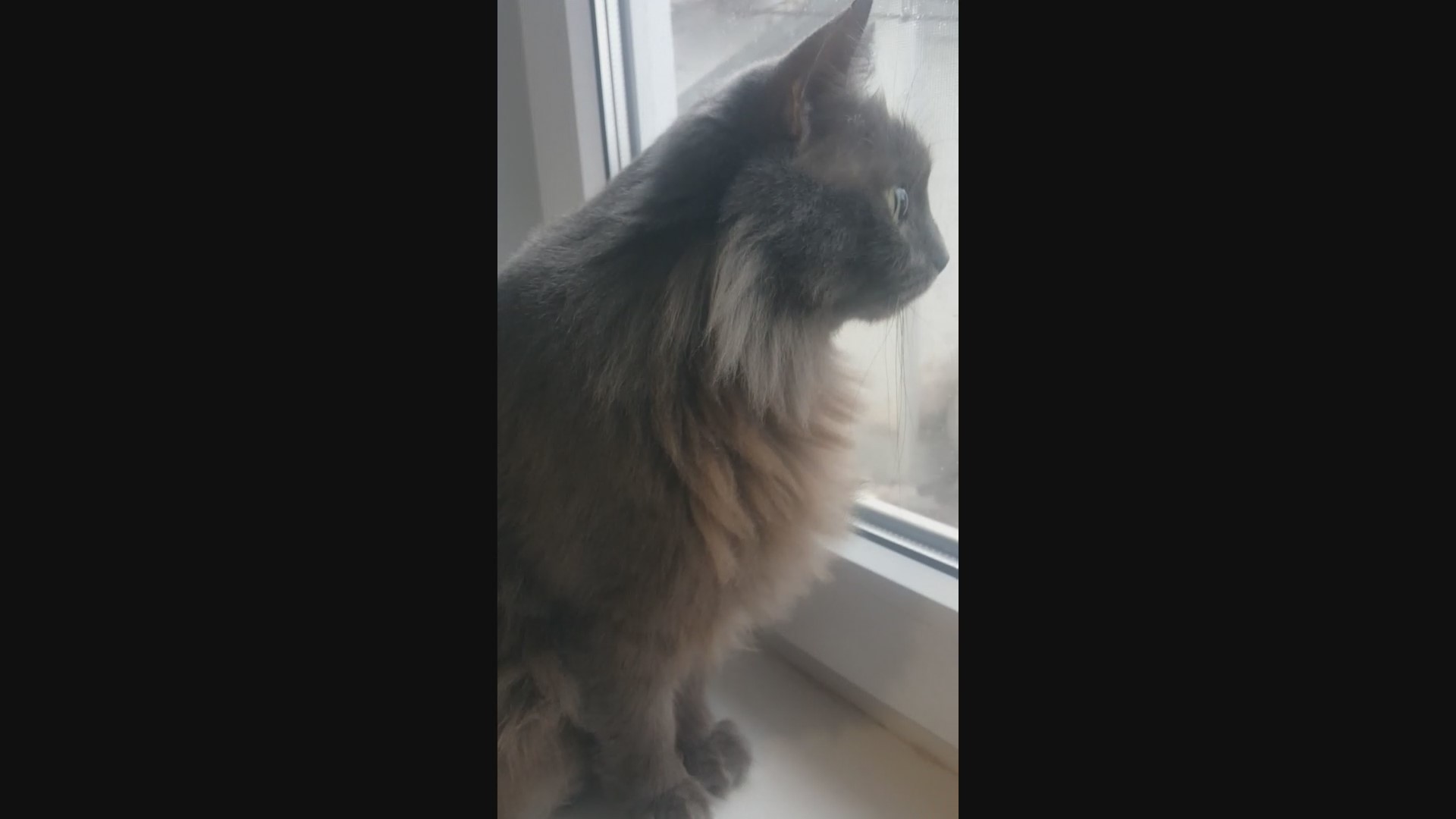 Скандальный кот