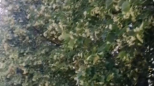 Зачем запасаться цветками липы.