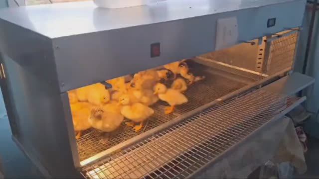 Брудер для утят _Профессионал Ультра_ 95 БР-1