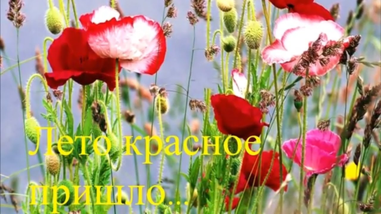 Лето красное настало. Здравствуй дача.