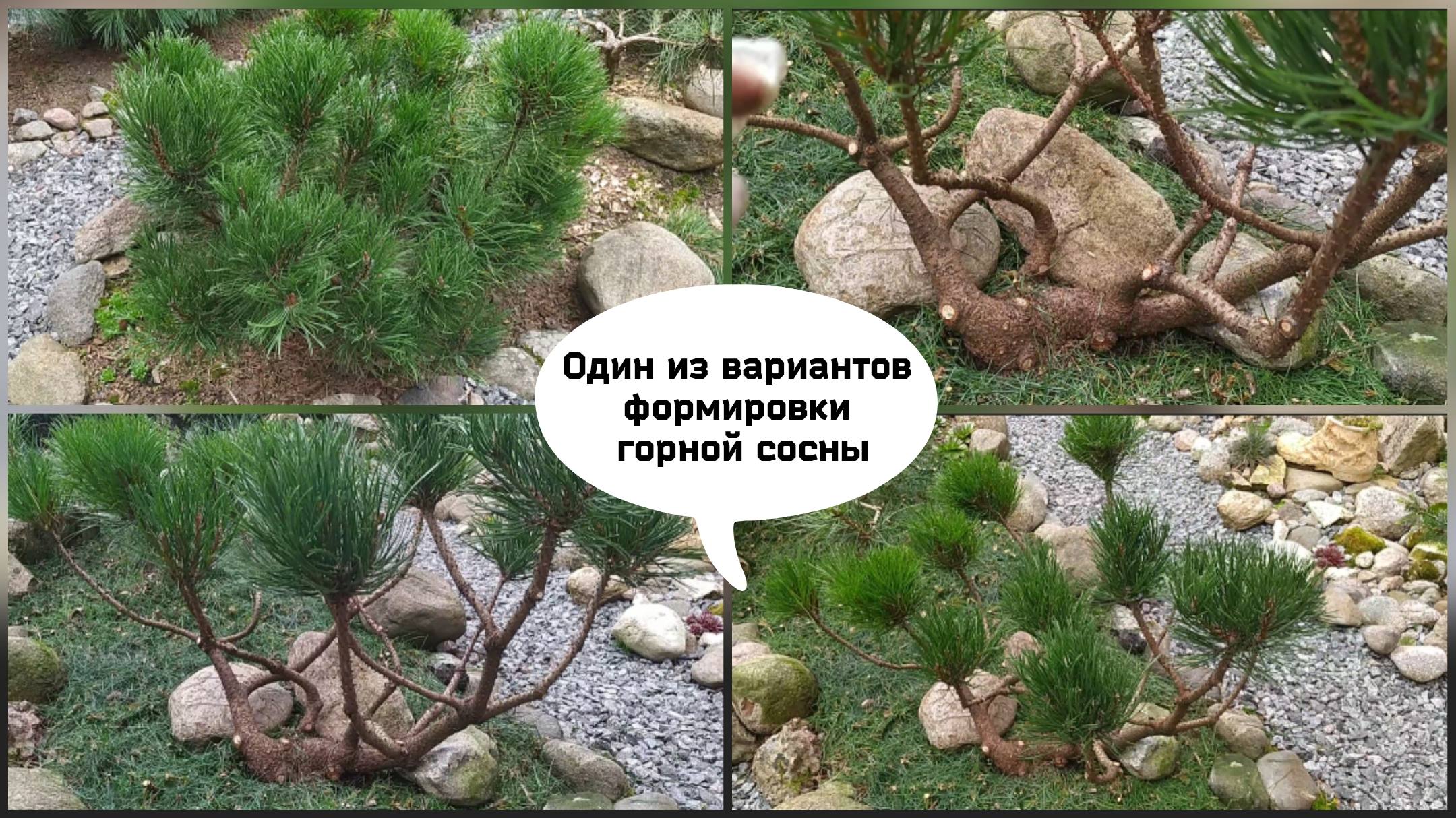Один из вариантов формировки горной сосны.