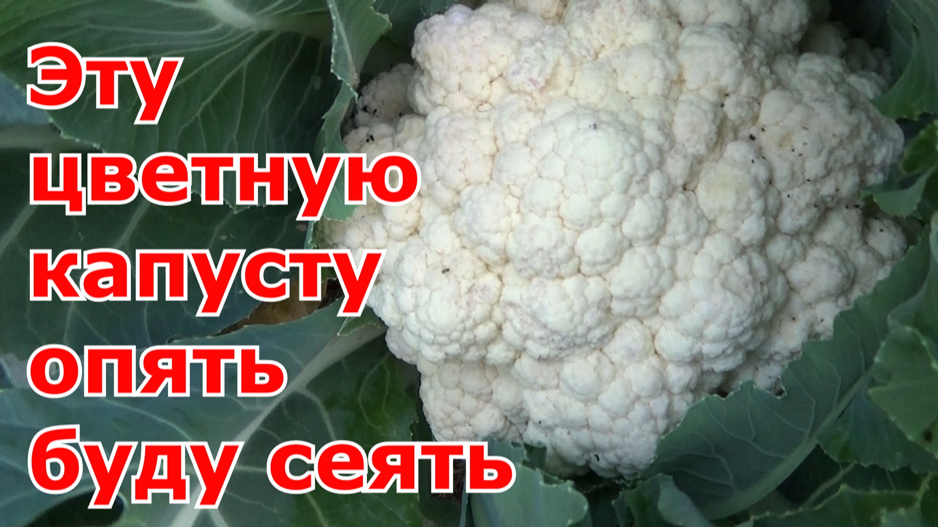 Цветная капуста, которую буду сеять на следующий год. Сорт цветной капусты, который не подводит.