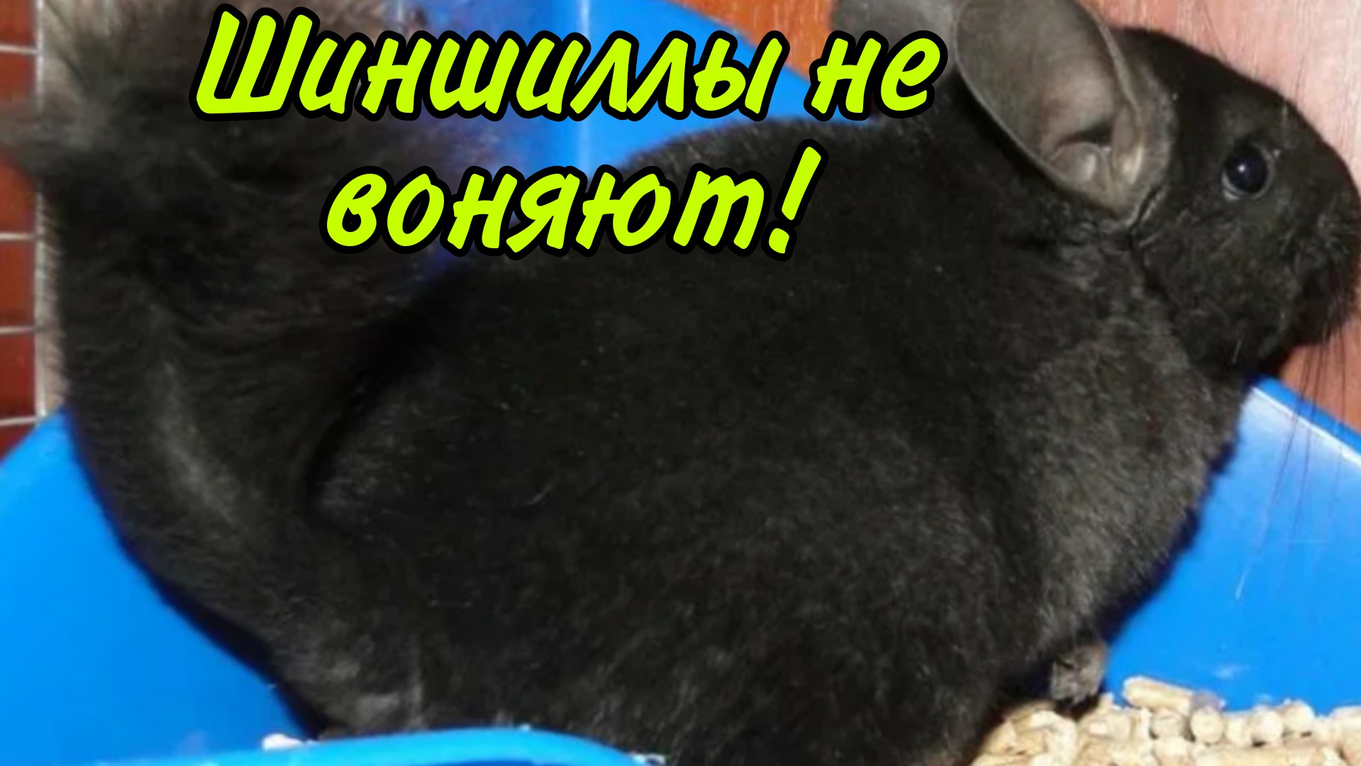 Шиншиллы Воняют⁉️