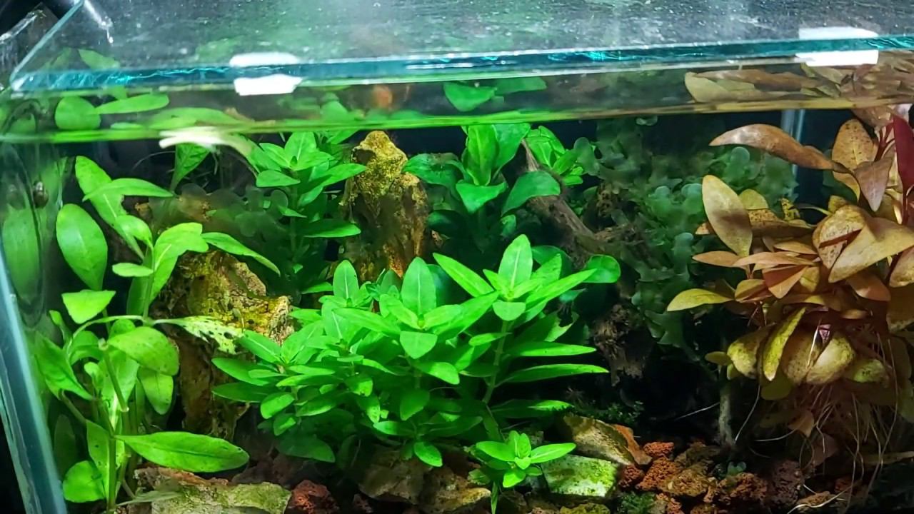 Шутки в сторону. Аквариум три литра.