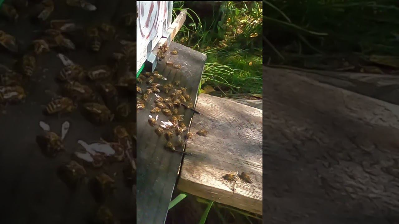 Пчелы изгоняют трутней #пчёлы #мёд #пасека