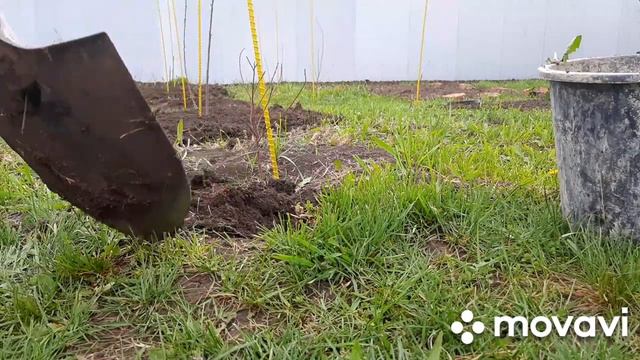 4-5 апреля. Посеяли свеклу. Чехол. Ящик для компоста. Слива зацветает.Едим редис..mp4