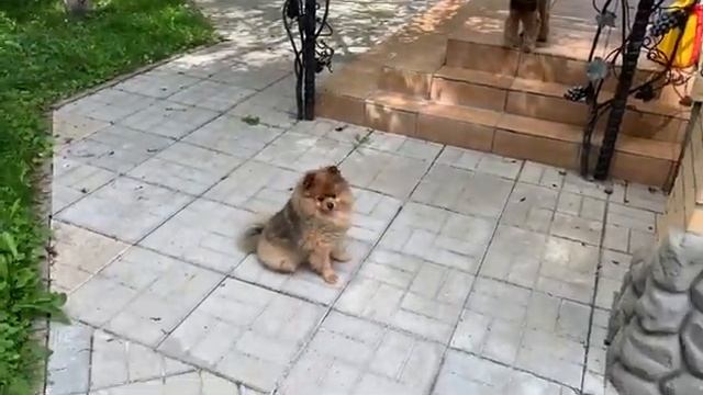 НЕМНОГО ПОЗИТИВА  ИНГА ХОСРОЕВА.mp4