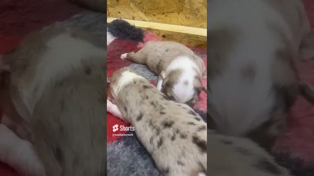 Милые щенки овчарки родились!