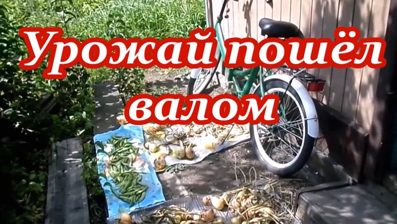 2022-08-26 урожай созрел.mp4