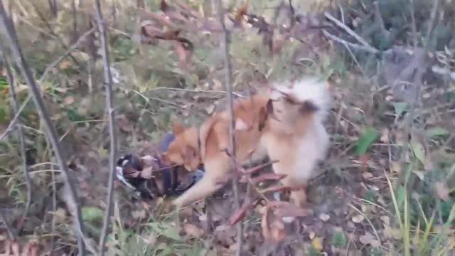 Первый глухарь Норы!