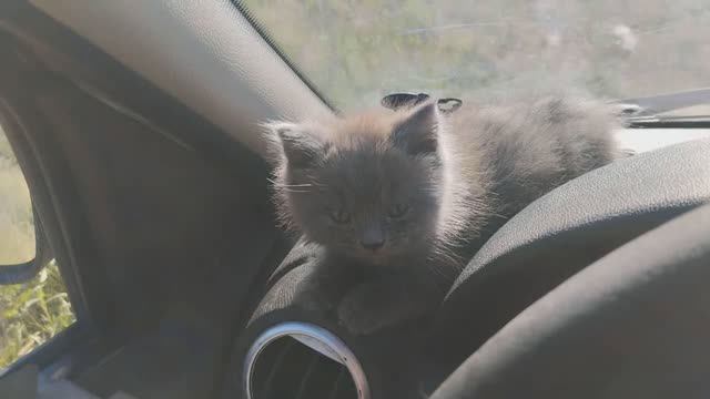 Подобрали котенка.