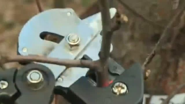 Нож против прививочного секатора!