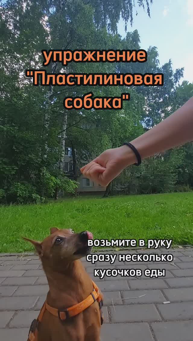 Пластилиновая собака - очень полезное упражнение для собак. Убедитесь сами #Shorts