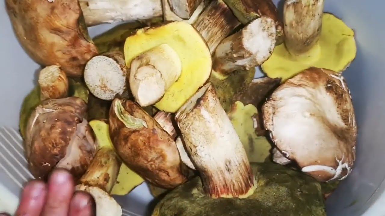 Грибной день