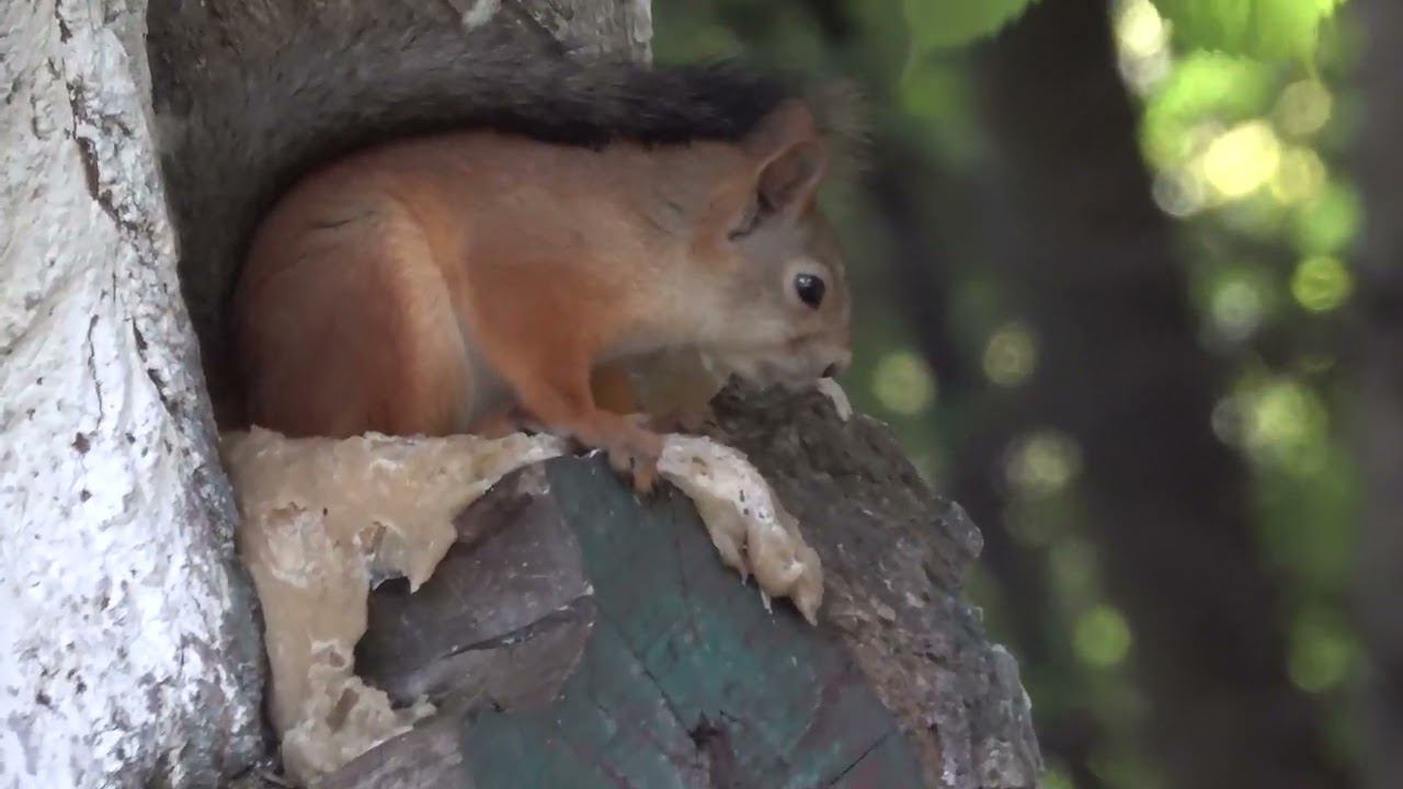 Белочка "зависла"