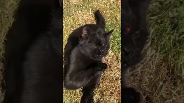 Нападение божьей коровки