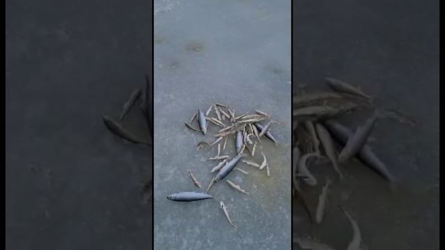 Ловля сельди и наваги на блёсны от Mr. Musurok