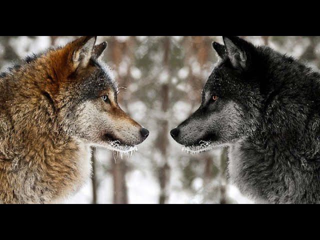 "Два волка"(притча найденная в интернете)