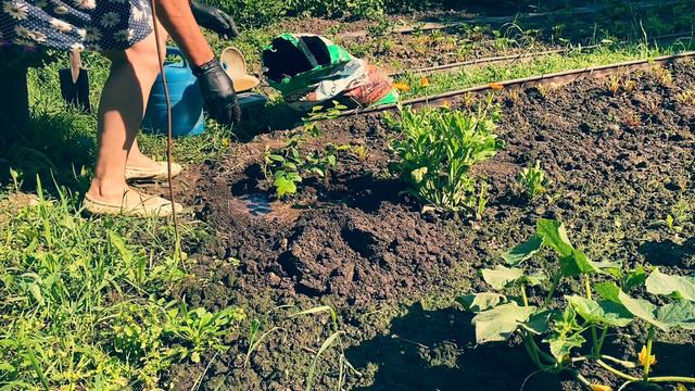 Вот так ОТДОХНУЛИ с пёсиком на даче. Начало августа 2023