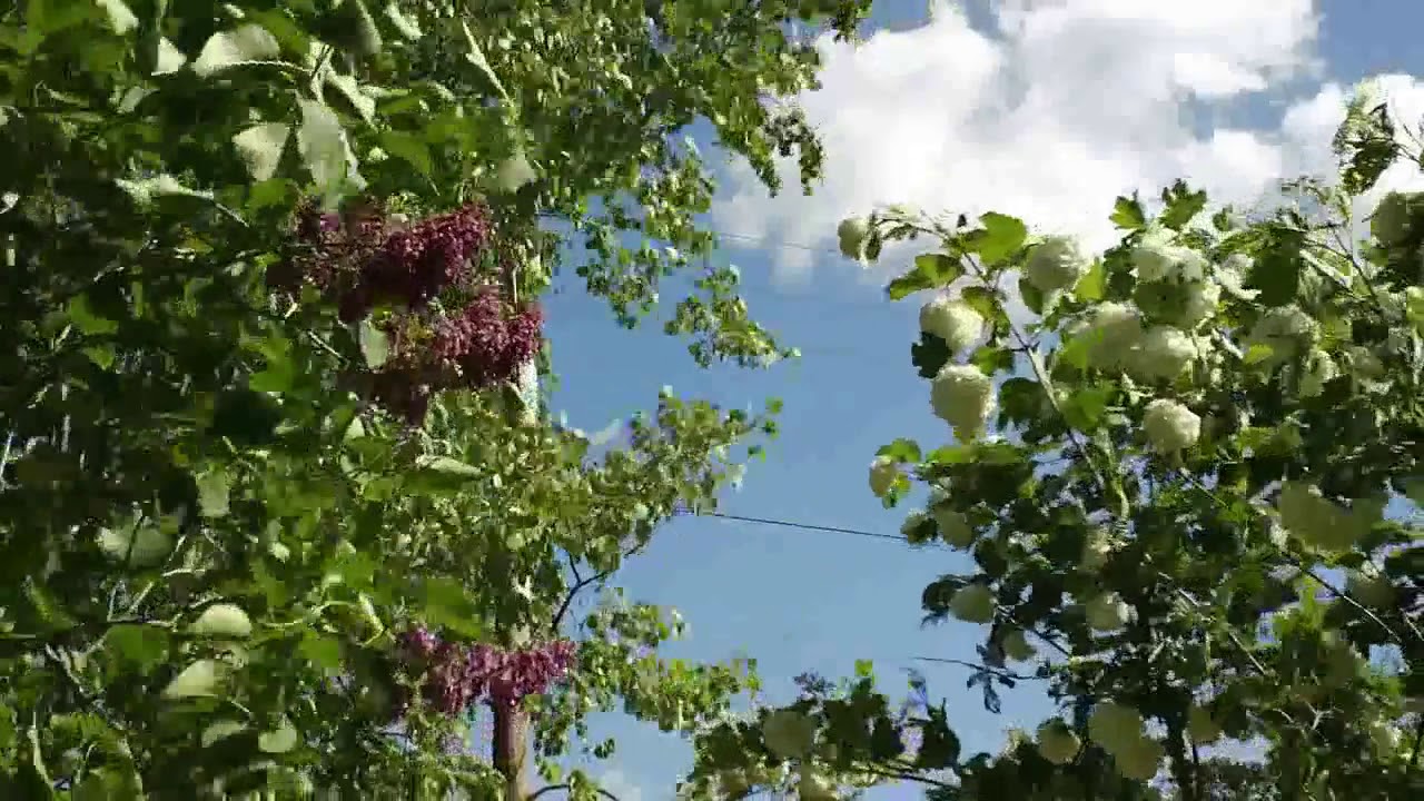 11.  Ветер.  Дачные картинки 2018