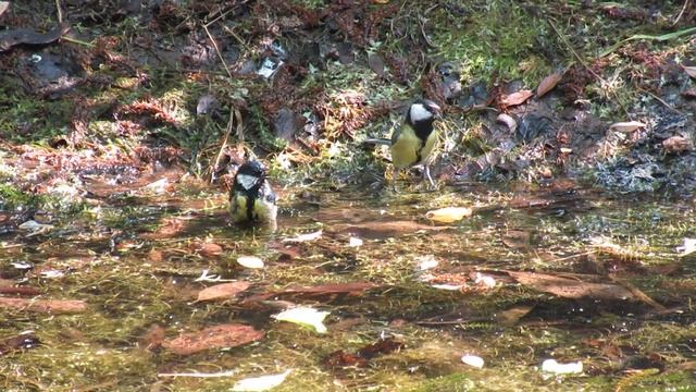 Синицы купаются
