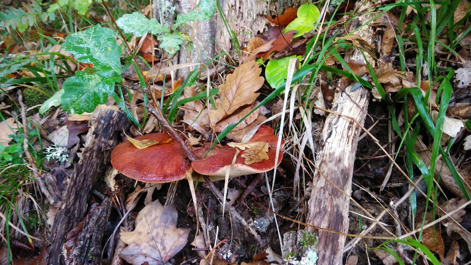 Белые, подосиновики, подберёзовики, моховики, опята и другие грибы в лесах Кубани в октябре!