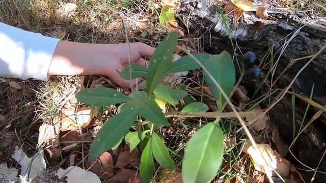 Осенние грибы 2019 грибная охота осенью на Кавказе_1080p.mp4