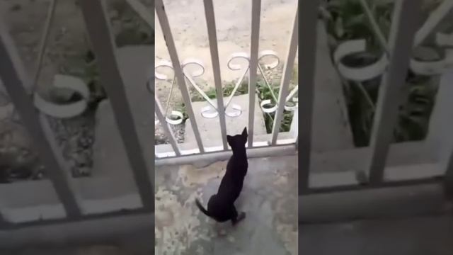 Забавные питомцы 36