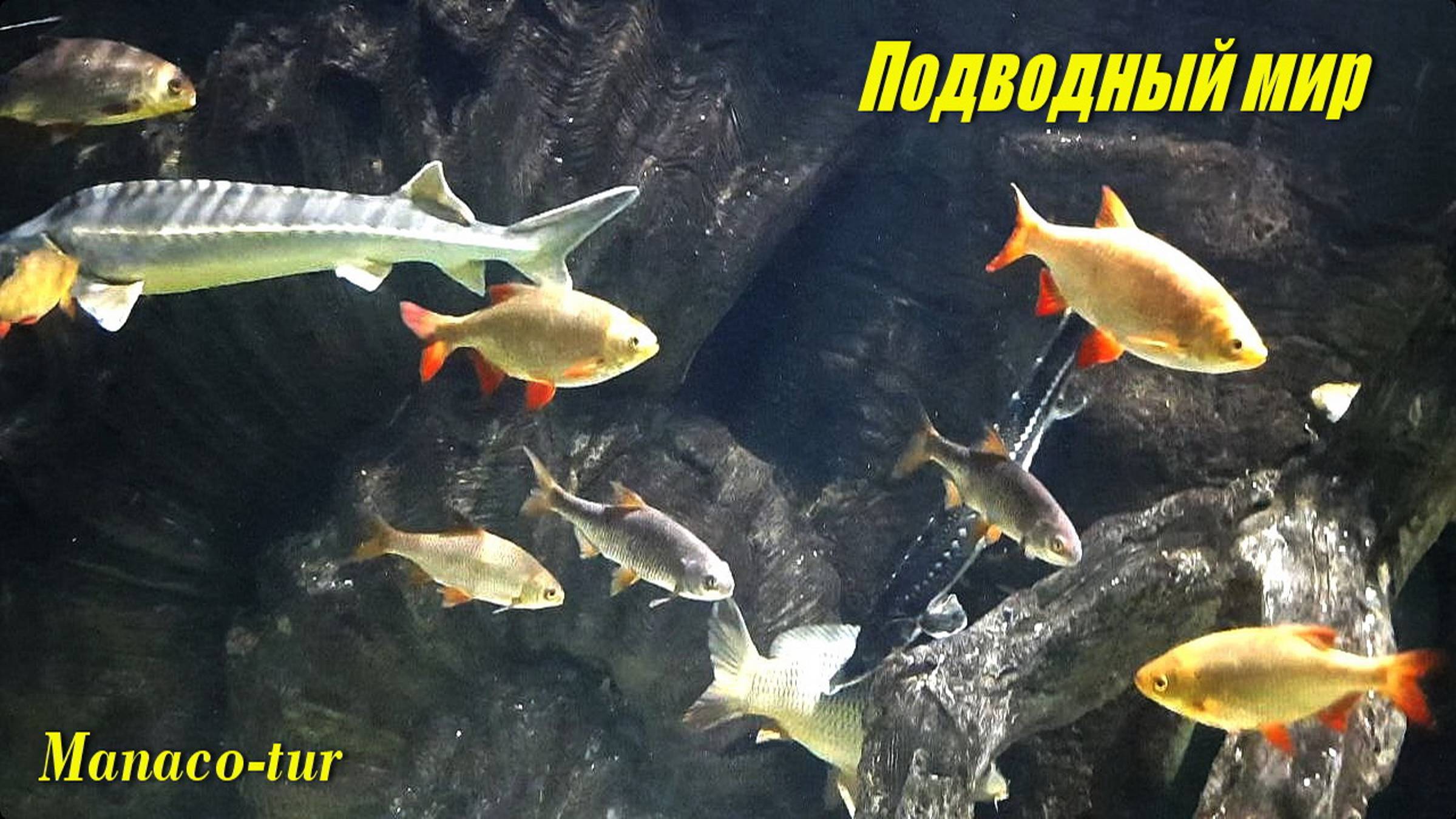 Подводный мир Черного моря