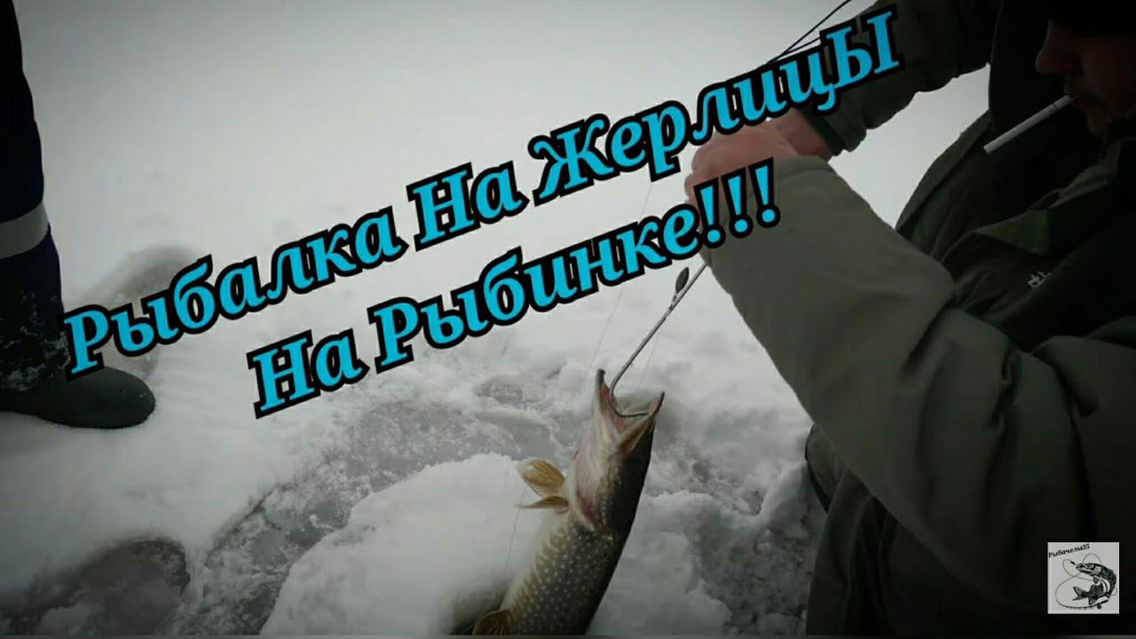 Рыбалка на Жерлицы в "4к")))Рыбинское водохранилище на заливе в Новинке, сезон 2020-2021!!!