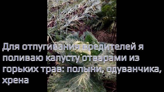 Делаем профилактическую защиту капусте от вредителей