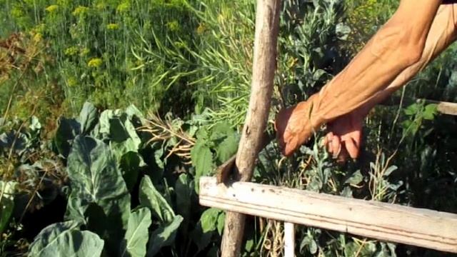 Выращивание семян озимой капусты своими силами.