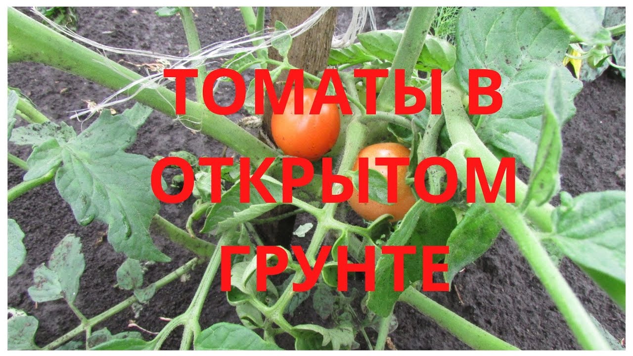 ТОМАТЫ В ОТКРЫТОМ ГРУНТЕ!!!