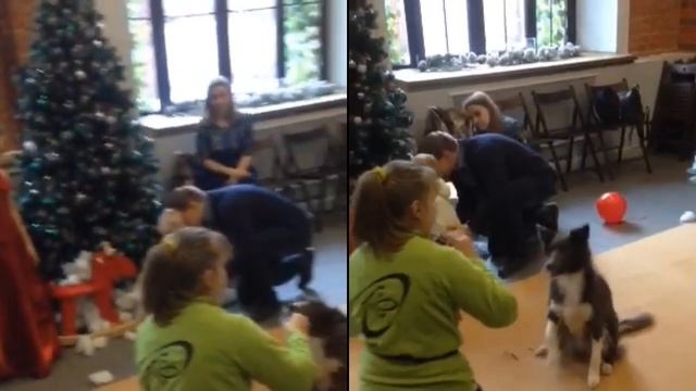 Собаки как праздник .mp4