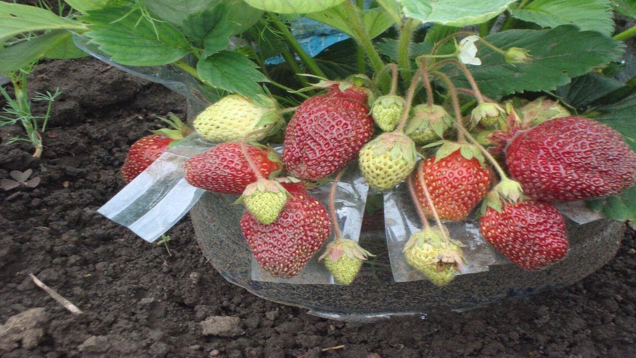 ОПИСАНИЕ КЛУБНИКИ ФЕЙЕРВЕРК  ТЕМНАЯ И ОЧЕНЬ ВКУСНАЯ КЛУБНИКА