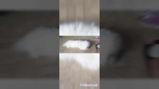 Зефирка 10-11 месяцев
.mp4