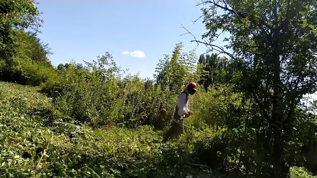 Покос вишни и сливы