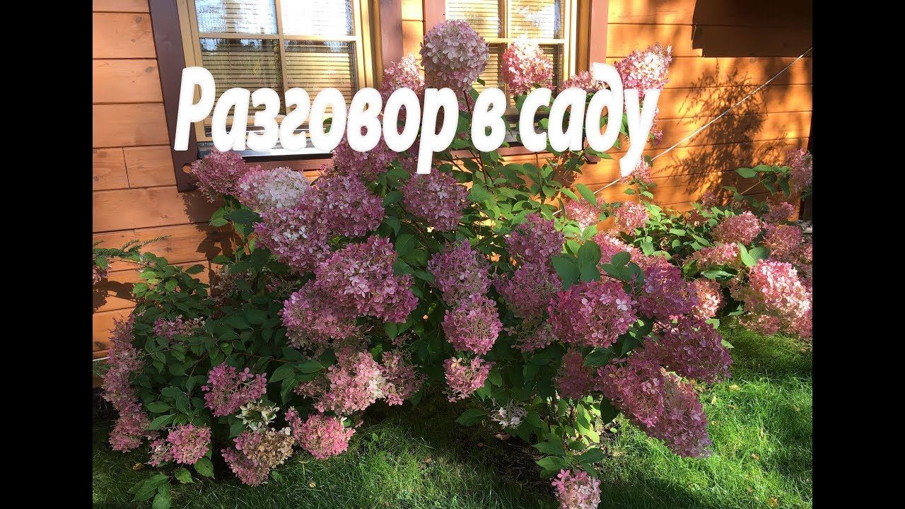 Разговор в саду. Бабье лето. Канал Ирины Шайдовой.