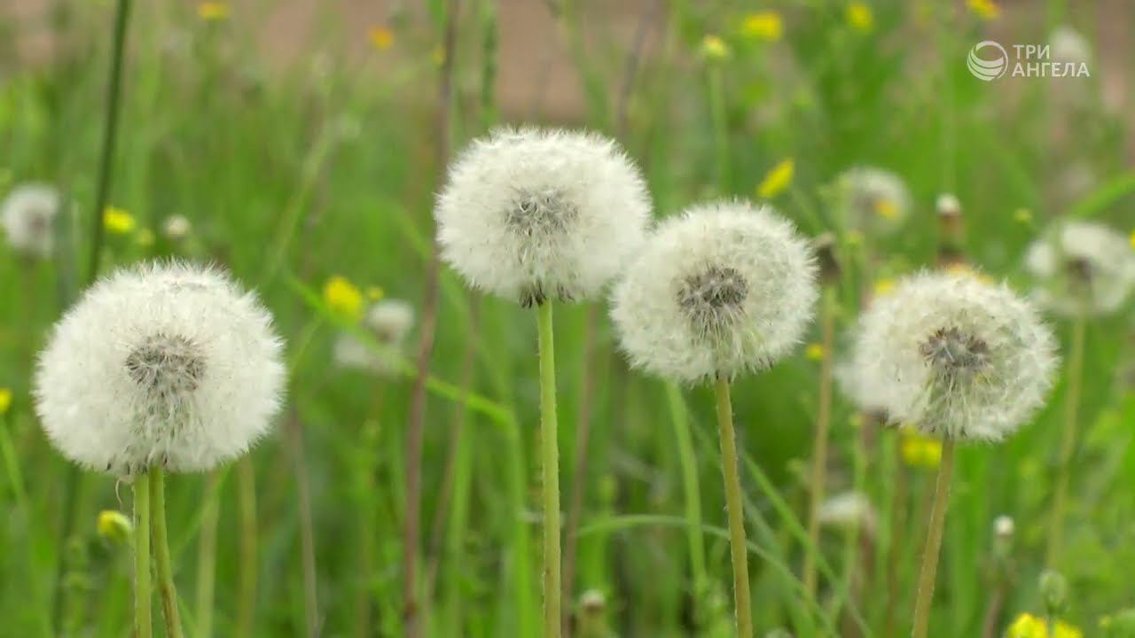 Зелень лета | С любовью к русской природе