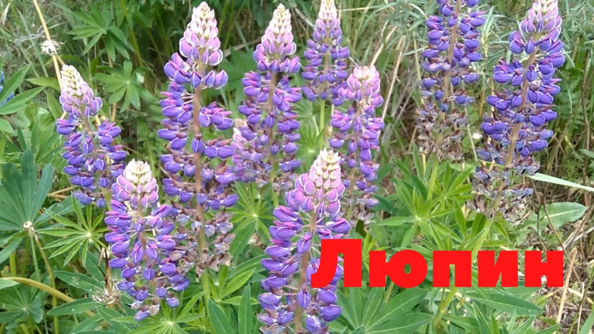 Люпин. Удивительное, очень красивое и полезное растение.
