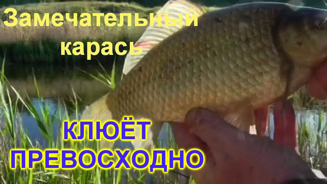 Карась клюёт как из пулемёта