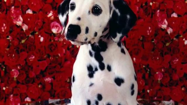 далматинеци