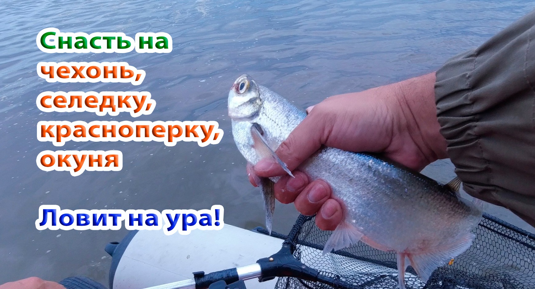 Сделал снасть на чехонь(и не только на неё) и  наловил чехони и красноперки...