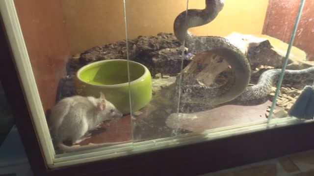Полоз сарматский и крыса