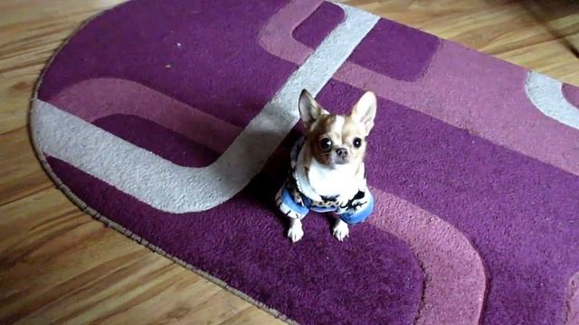 Мини чихуахуа выпрашивает вкусняшку  Mini Chihuahua begging for delicious.mp4