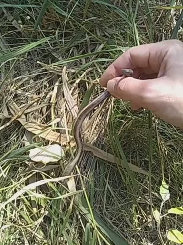 Веретеница труп 2023082