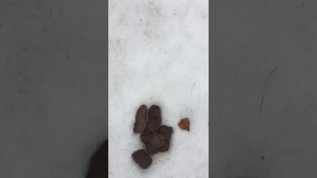 Весна идёт весне дорогу